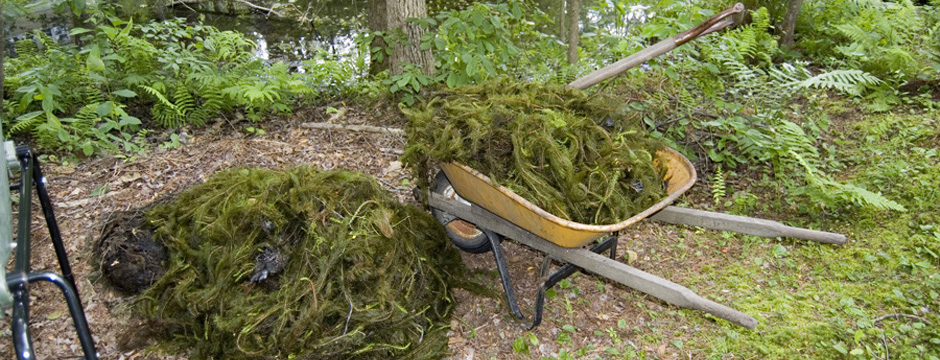 Aquatic Weed Control - Transform Pond & Lake Management